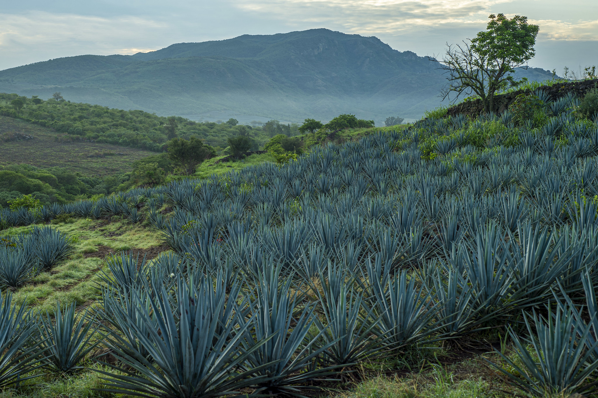 Secretaría de Agricultura y Desarrollo Rural