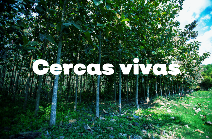 Secretaría de Agricultura y Desarrollo Rural