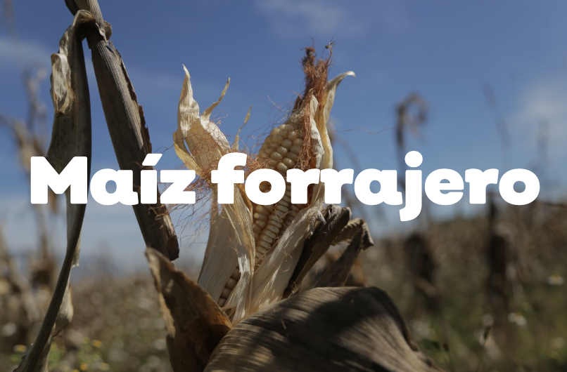 Secretaría de Agricultura y Desarrollo Rural