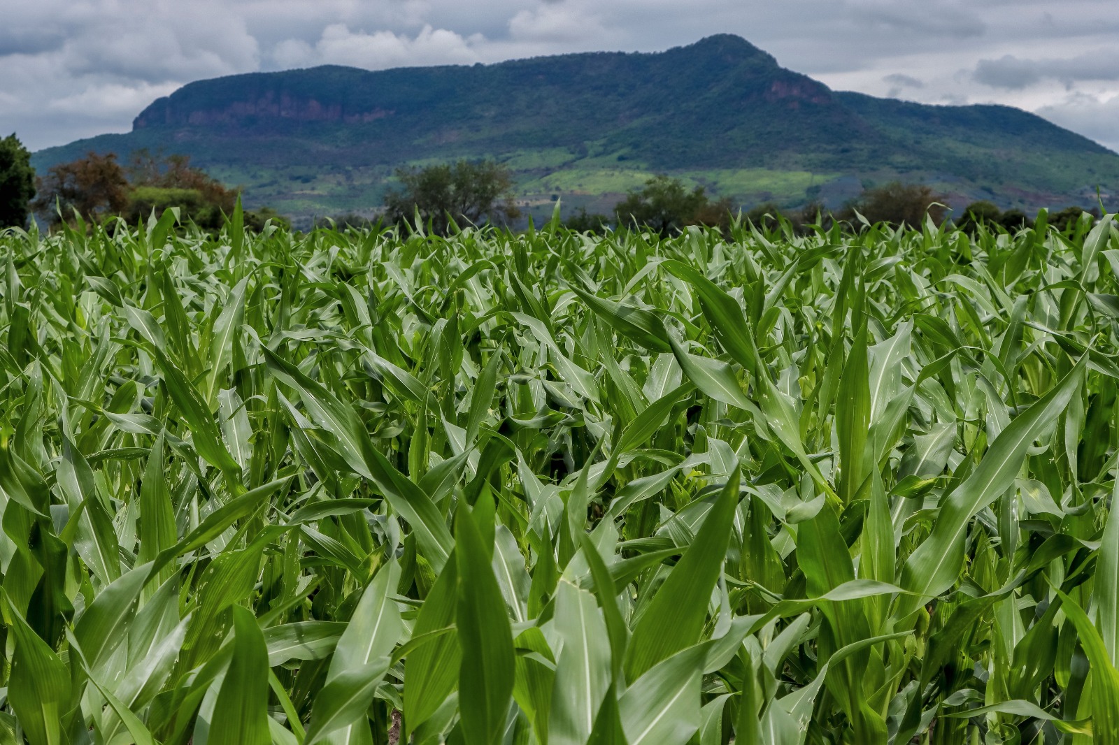 Secretaría de Agricultura y Desarrollo Rural