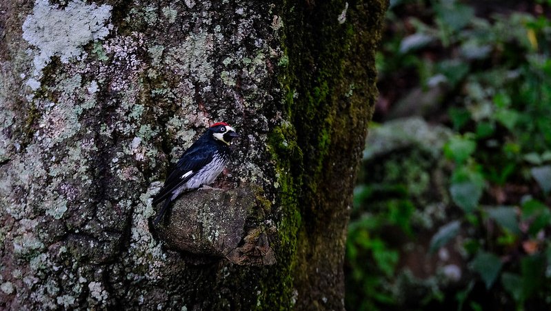Medio Ambiente y Desarrollo Territorial